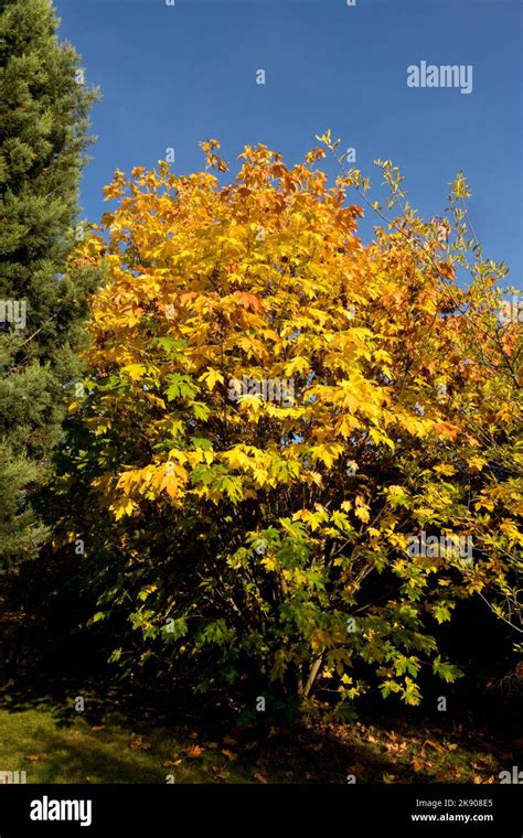 Bigleaf Maple Tree Acer Macrophyllum Maple Leaves Autumn Foliage