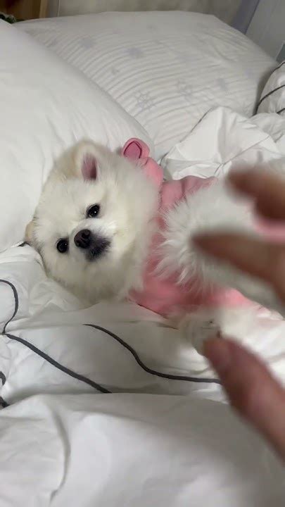 인생 다 산 강아지 Youtube