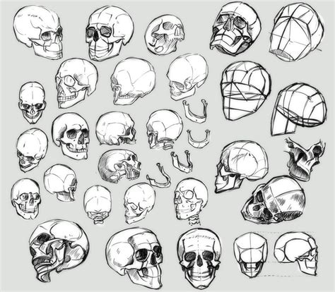 Пин от пользователя Art And Photo References на доске Anatomy Skeleton Skull Bones Human