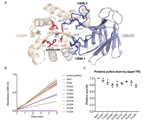 O Acetyl Esterase Activity And Pg Binding Assays Of Cbm35 Loop