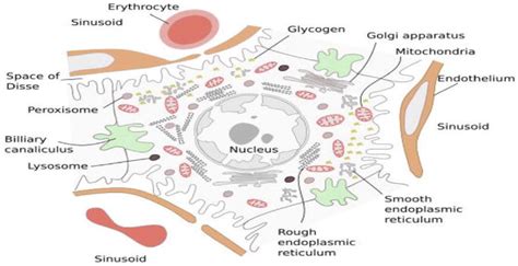 Hepatocytes Structure