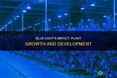 Blue Lights Impact Plant Growth And Development Shuncy