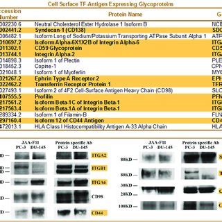 Identification Of Cell Surface Glycoproteins Expressing TF Ag In Download Scientific Diagram