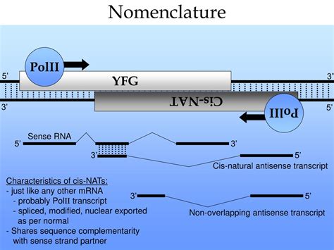Ppt Cis Natural Antisense Transcript Powerpoint Presentation Free Download Id 295275