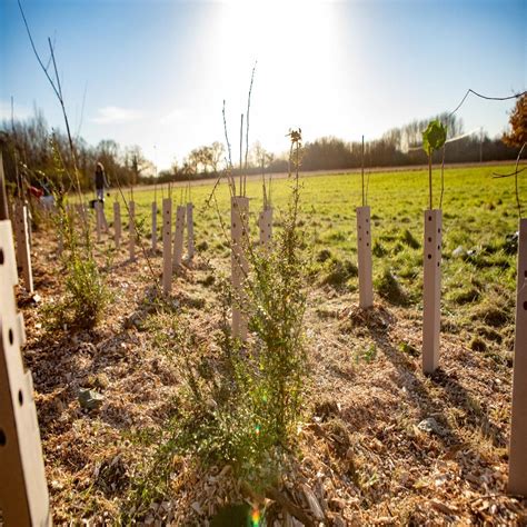 Biodegradable Tree Guards To Protect Young Trees Commercial Grower