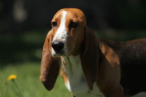Basset Artesian Normand Top Lap Dogs