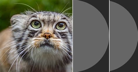 List Classification Curated By Akshat Medium