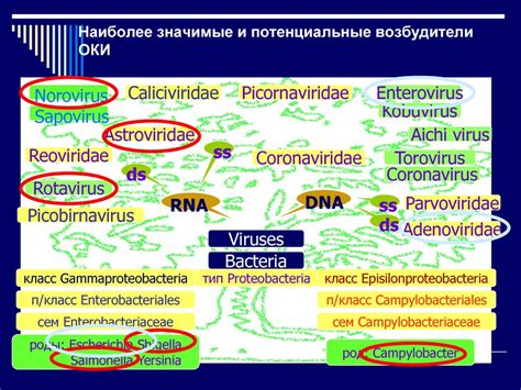 Ротавирусная инфекция у детей презентация онлайн