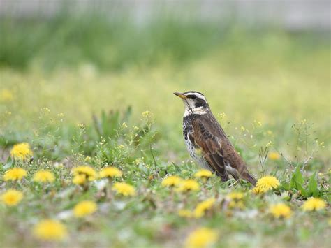 Dsc Dusky Thrush Yojiro Nagai Flickr