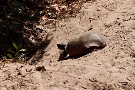 Land Conservation Is A Vital Part Of Protecting Habitat For Threatened
