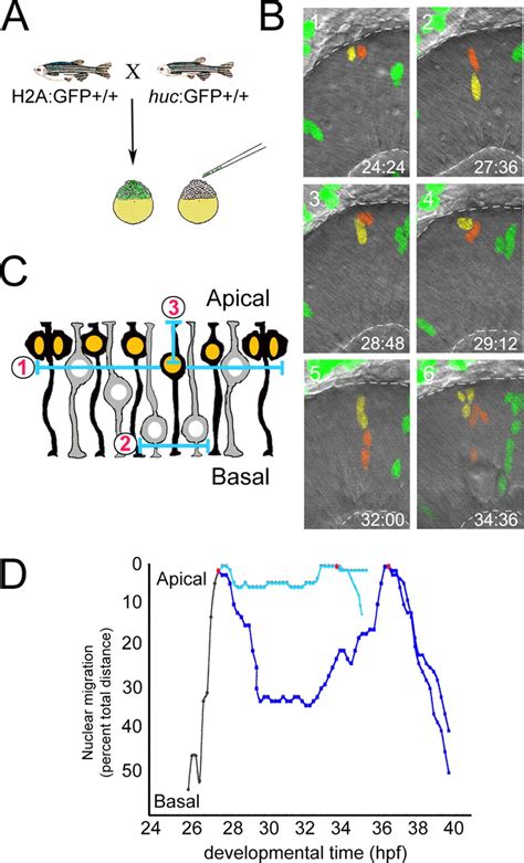 Interkinetic Nuclear Migration And The Selection Of Neurogenic Cell