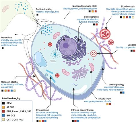 Viewing Life Without Labels Under Optical Microscopes Nature Comm Biology 6 559 2023 Phi