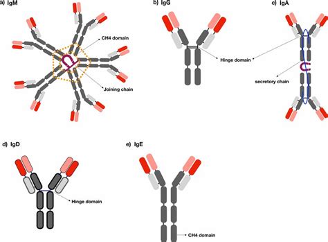 Five Human Ab Subtypes A Igm B Igg C Iga D Igd E Ige
