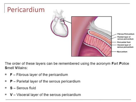 Body Systems Lecture 13 Cardiovascular System 2 Flashcards Quizlet