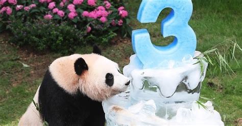 생일 케이크 선물받은 아이바오