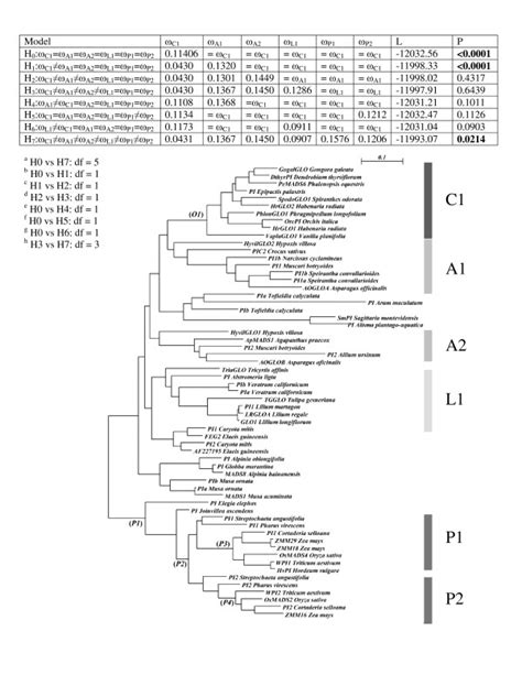 Test Of Hypotheses About The Variation Of ω Along The Phylogeny Of