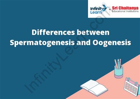 Spermatogenesis And Oogenesis Differences