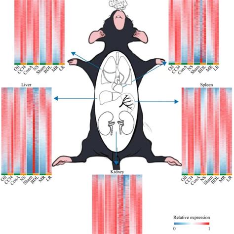 Tissue Specific Transcriptomic Profiling In The Four Mice Models Of Download Scientific Diagram