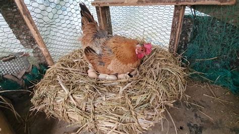 토종닭 청계닭 닭둥우리 따듯하게 짚으로 만드는방법 Youtube