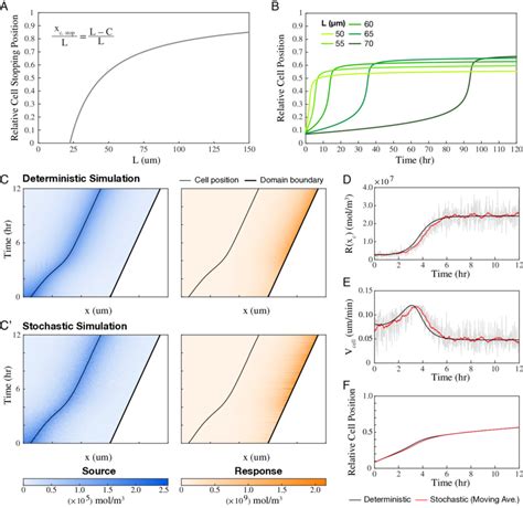 Biphasic Cell Response Gives Rise To Robust Boundary Detection And Download Scientific Diagram