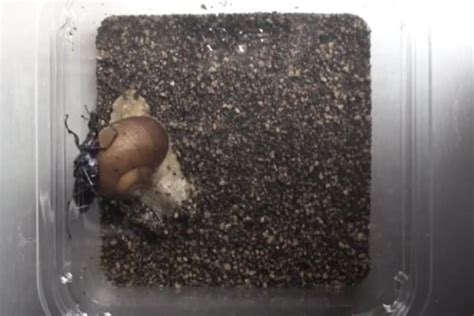 More Than A Shield New Snail Species Uses Shell As A Weapon