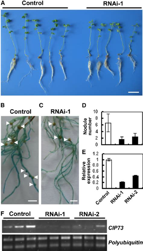 Nodulation Phenotype Of Cip73 Specific Rnai Transformed Hairy Roots