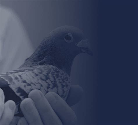 Hans En Evert Jan Eijerkamp Pioniers Van De Internationale Duivensport Professionele