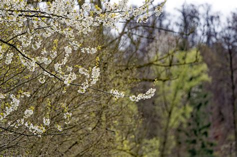 스위스 마을에서 초점이 흐려진 배경으로 아름다운 나무가 꽃을 피운다 0명에 대한 스톡 사진 및 기타 이미지 0명 개화기 경관 Istock