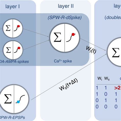 Schematic Of Dendritic Non Linear Computation In Pv Interneurons