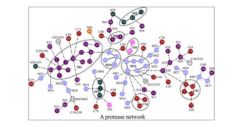 Visualizing And Clustering Protein Similarity Networks Sequences