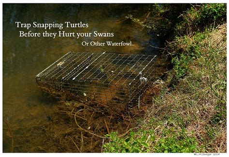 Swan Lovers
