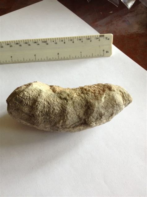 Cephalopod Fossil Id The Fossil Forum