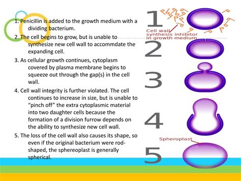 Antibacterial Chemicals Bactericidal And Bacteriostatic Agents Pptx