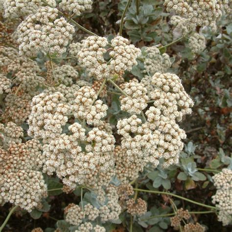 Eriogonum Giganteum Vivero Pullally