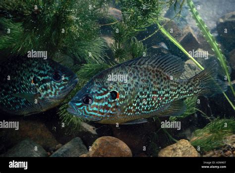 Bluegill Aquarium