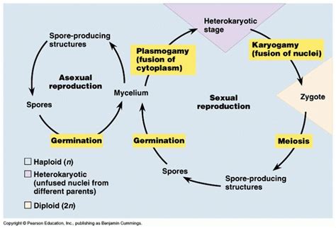 Fungi Asexual Reproduction