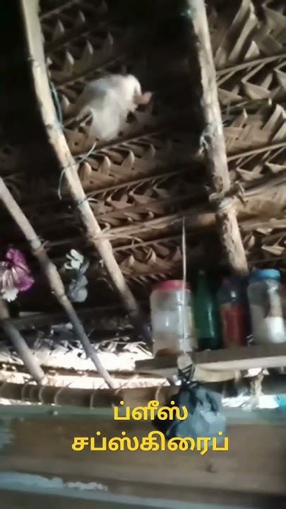 ப்ளீஸ் சப்ஸ்கிரைப்😈😈😈😈😈😈 Youtube