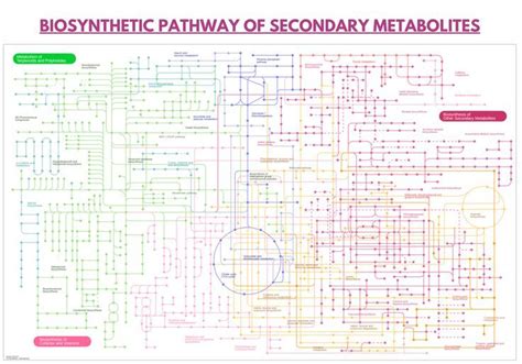 Metabolic Pathway Map For Biosynthesis Of Secondary Metabolites