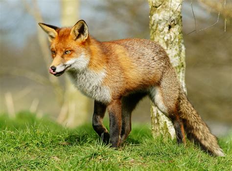Young Vixen Seen At The British Wildlife Centre Newchapel Flickr