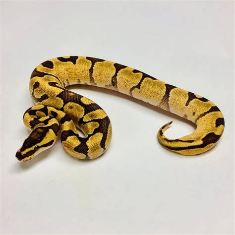 Super Enchi Ball Python By Bhb Reptiles Morphmarket