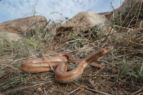 Rosy Boa 101 Care Habitat Setup Size Lifespan