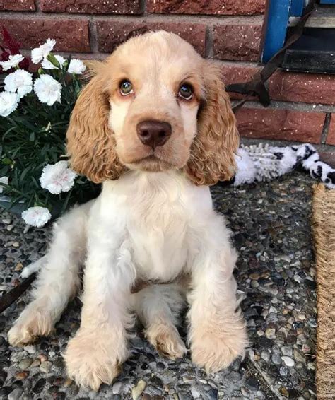 15 Adorable Photos Of English Cocker Spaniel Puppies With Pure Beauty