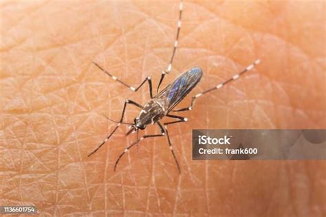 피부에 혈액을 빨 아 Aedes 이집트 티 또는 노란 발열 모기 매크로 클로즈업 다리의 표시와 흉부 상면에 Lyre의 형태로 표시 가시에 대한 스톡 사진 및 기타 이미지