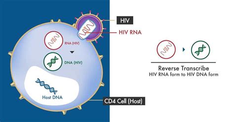 Hiv Pro Viral Dna Test Dr Tan And Partners