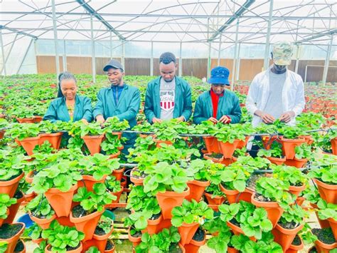 Jean Claude Niyomugabo On Linkedin Do Not Rush Into Farming Because