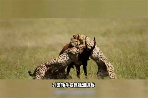 五只猎豹抓捕羚羊在这场速度与力量的对决中羚羊能否成功逃脱 羚羊 力量 速度