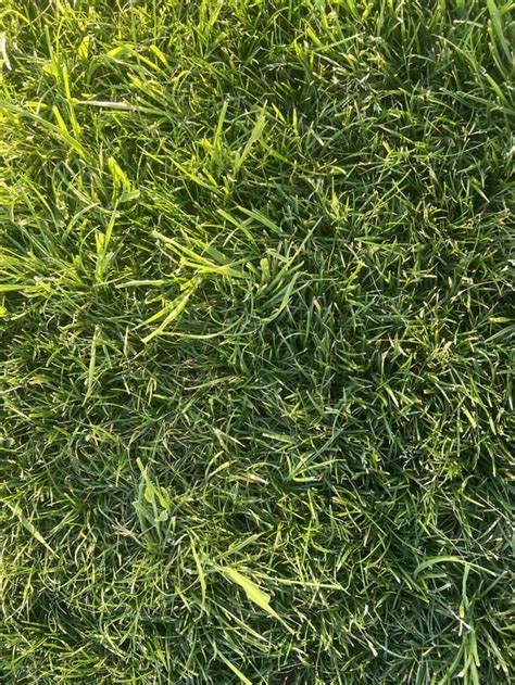 Whats This Thick Tall Grass Popping Up Everywhere Rlawncare