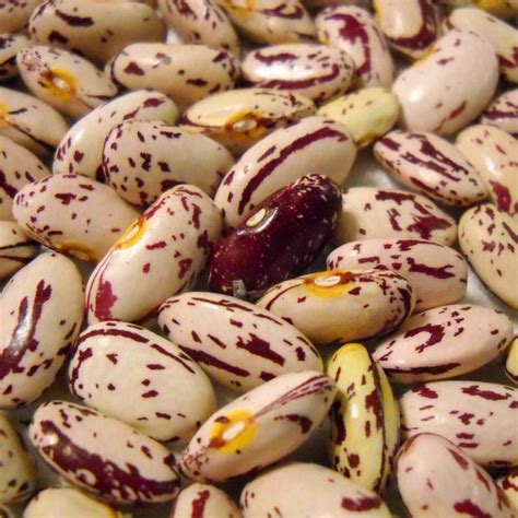 Are Bean Bag Beans Toxic At Brad Schaffer Blog