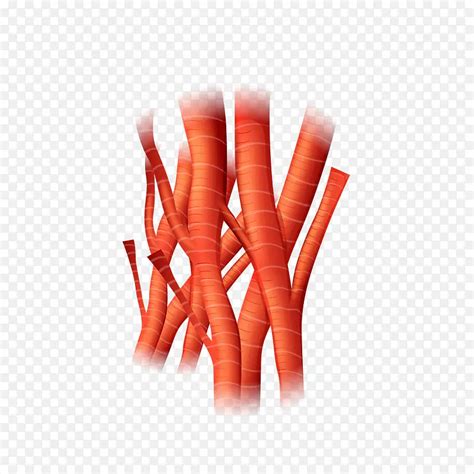 逼真的血管免抠素材png图片素材下载 图片编号10301961 Png素材网