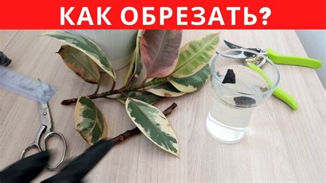 Как ОБРЕЗАТЬ фикус чтобы получить КРАСИВОЕ РАСТЕНИЕ Youtube